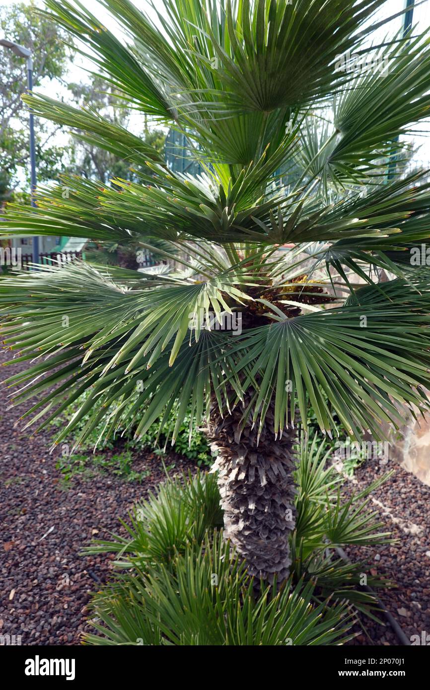 Chamaerops palme chamaerops humilis hi-res stock photography and images - Alamy