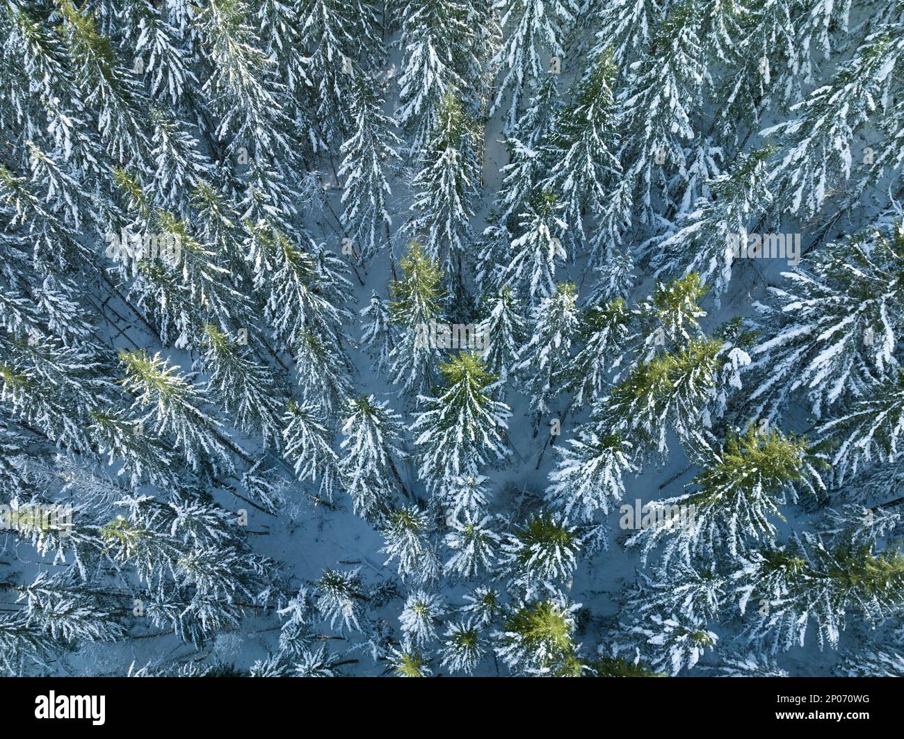 Snow covers a forest of Douglas fir trees in Oregon. This part of the ...
