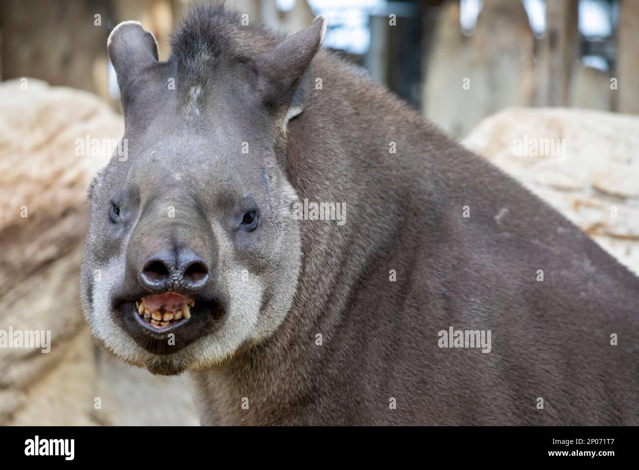 the closeup image of South American tapir (Tapirus terrestris), it is ...