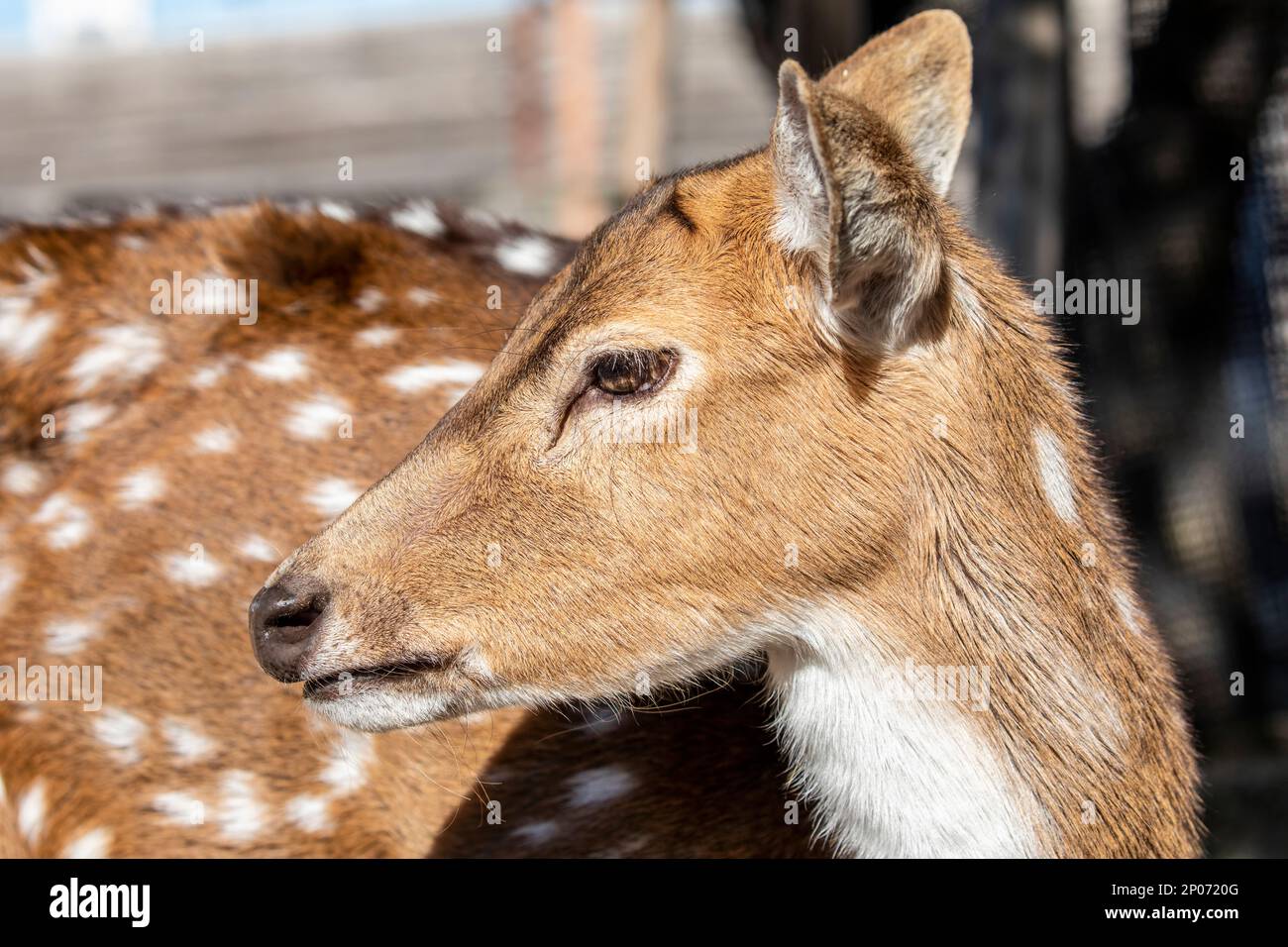 The closeup image of female Chital (Axis axis). It is a species of ...