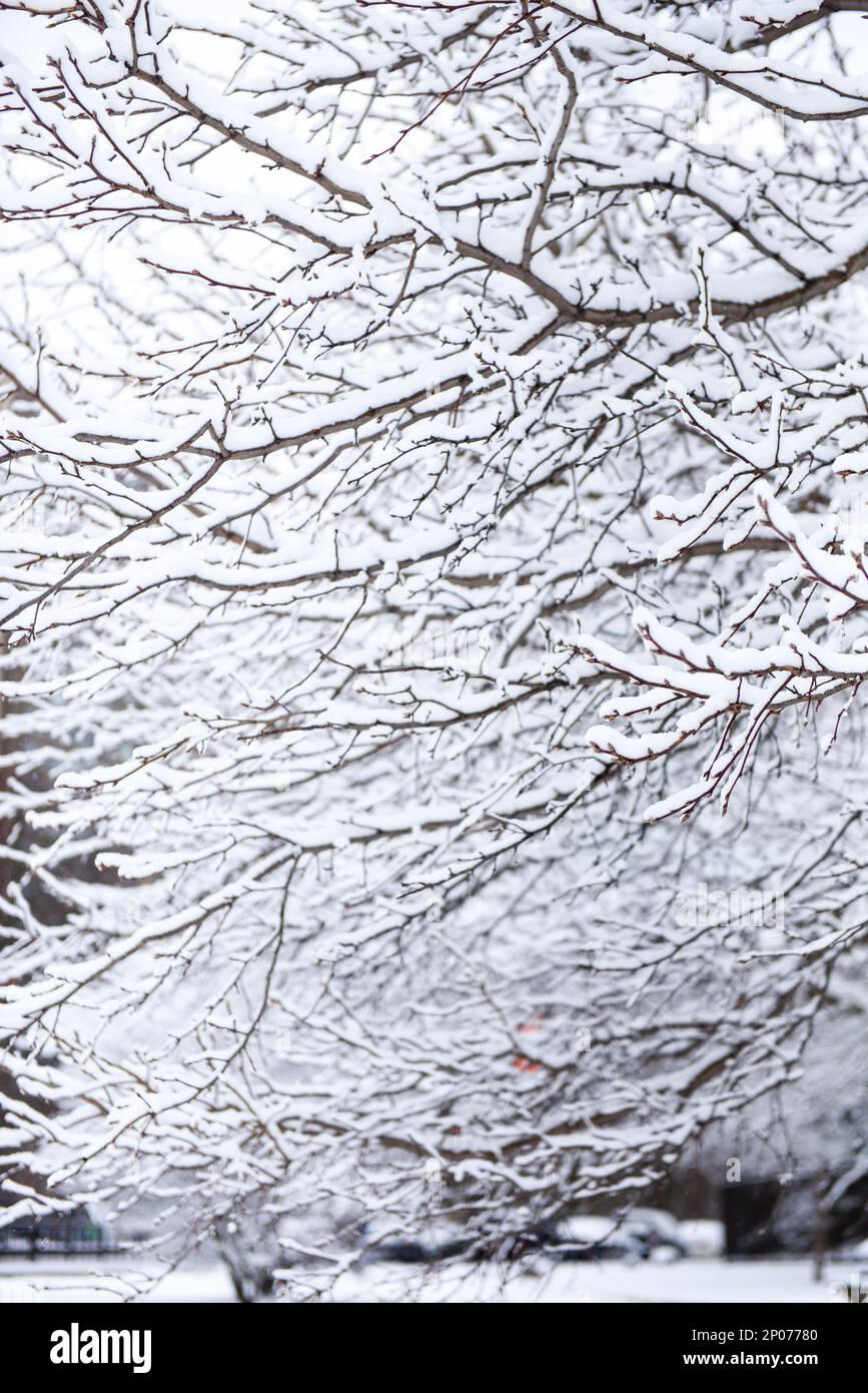 Beautiful frozen branch realistic cold hi-res stock photography and ...