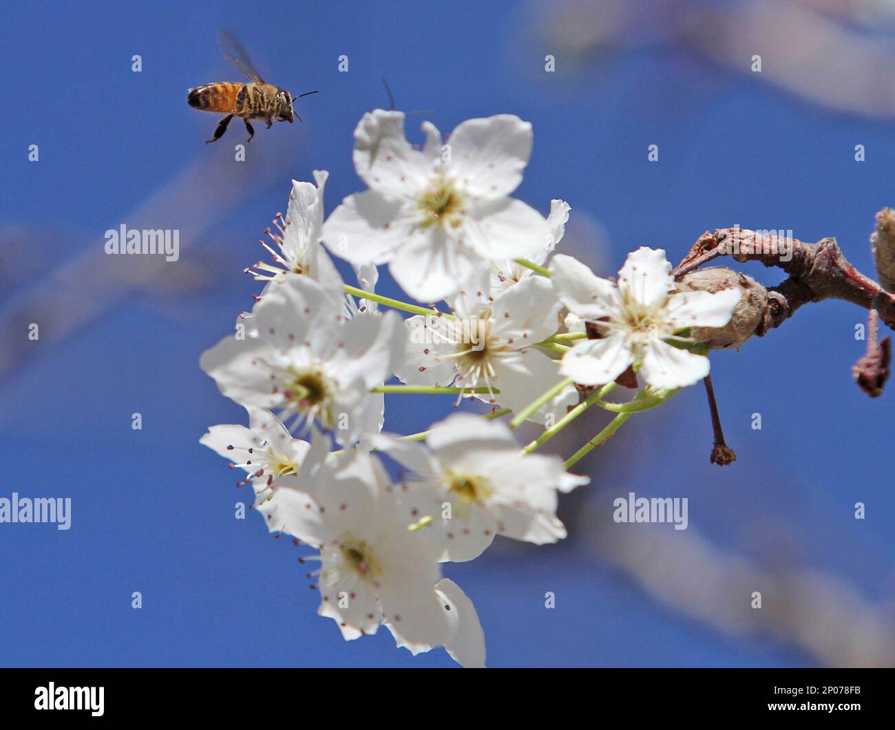 A honey bee begins to gather nectar from spring flowers that bloomed on ...