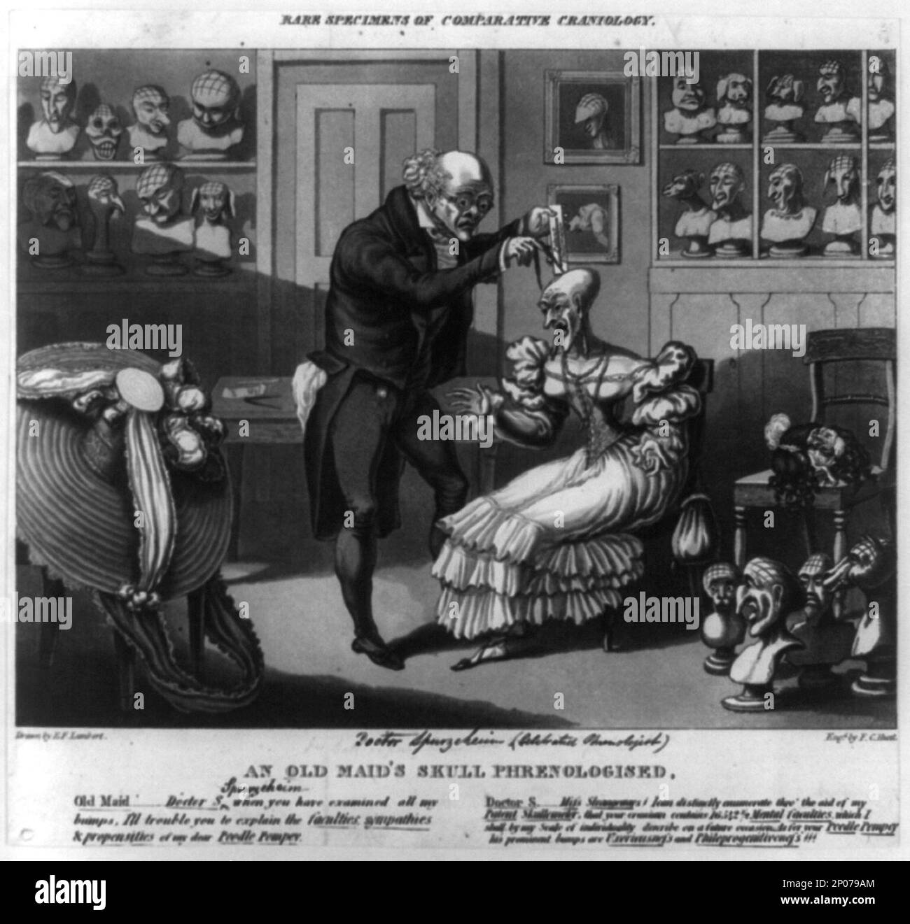Rare specimens of comparative craniology: an old maid's skull ...