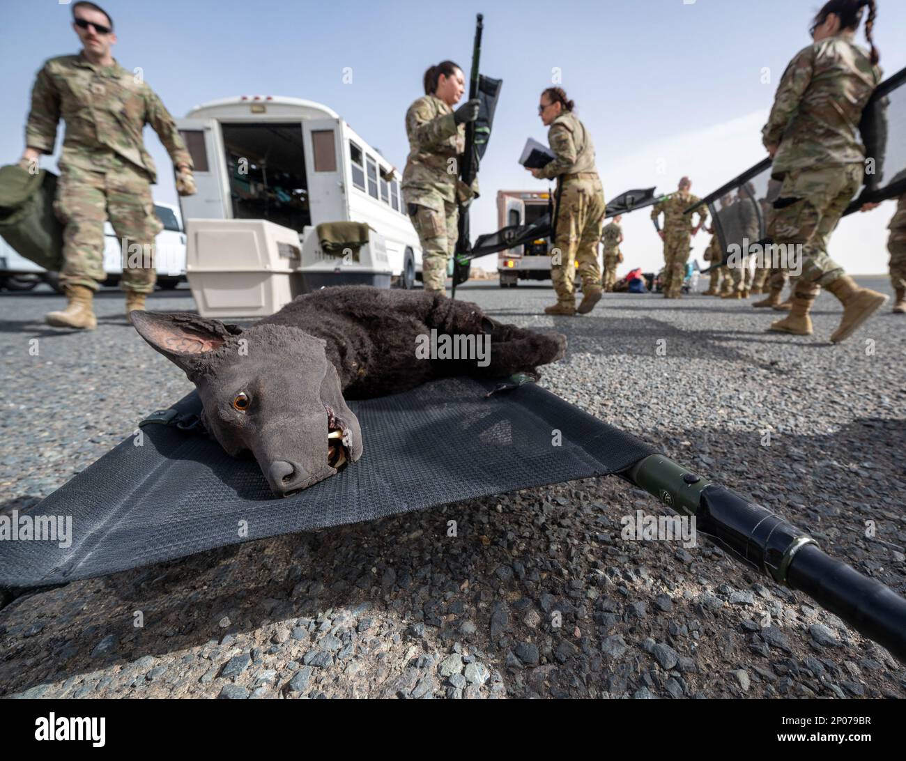 A K-9 training dummy is ready to be strapped onto a litter and loaded ...