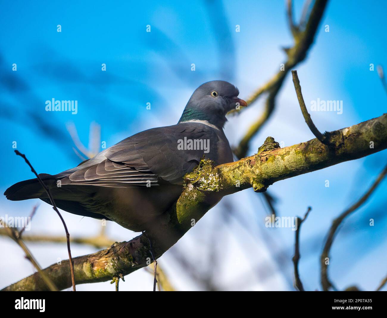 The UK's largest and commonest pigeon, the woodpigeon is largely grey ...