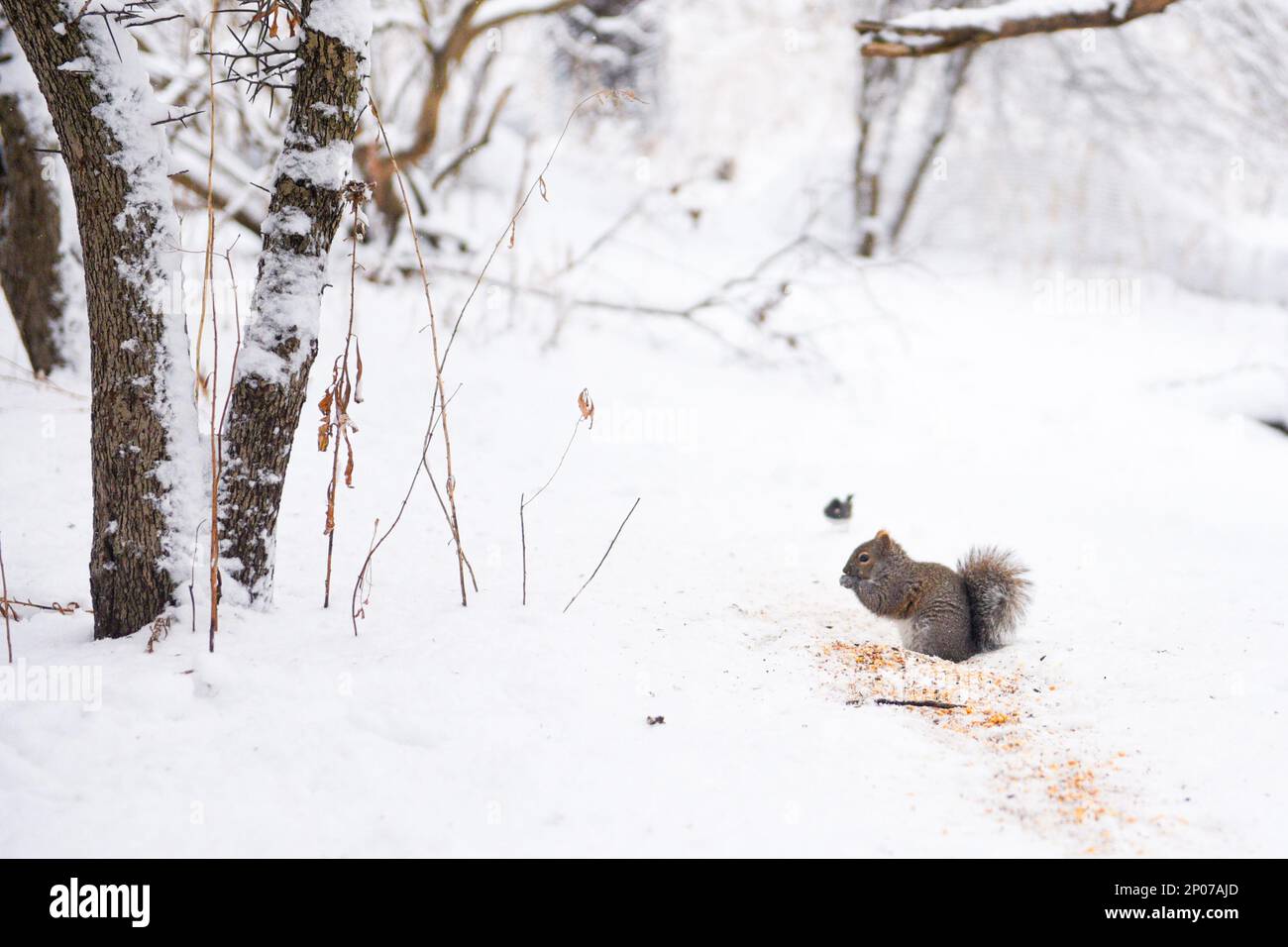 Realistic snowfall on abstract hi-res stock photography and images - Alamy
