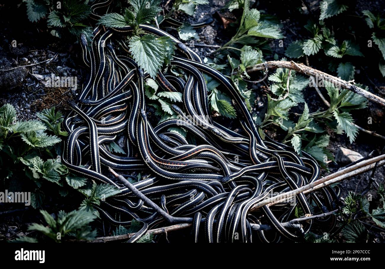 Red-sided garter snakes from Narcisse, Manitoba Canada Stock Photo - Alamy