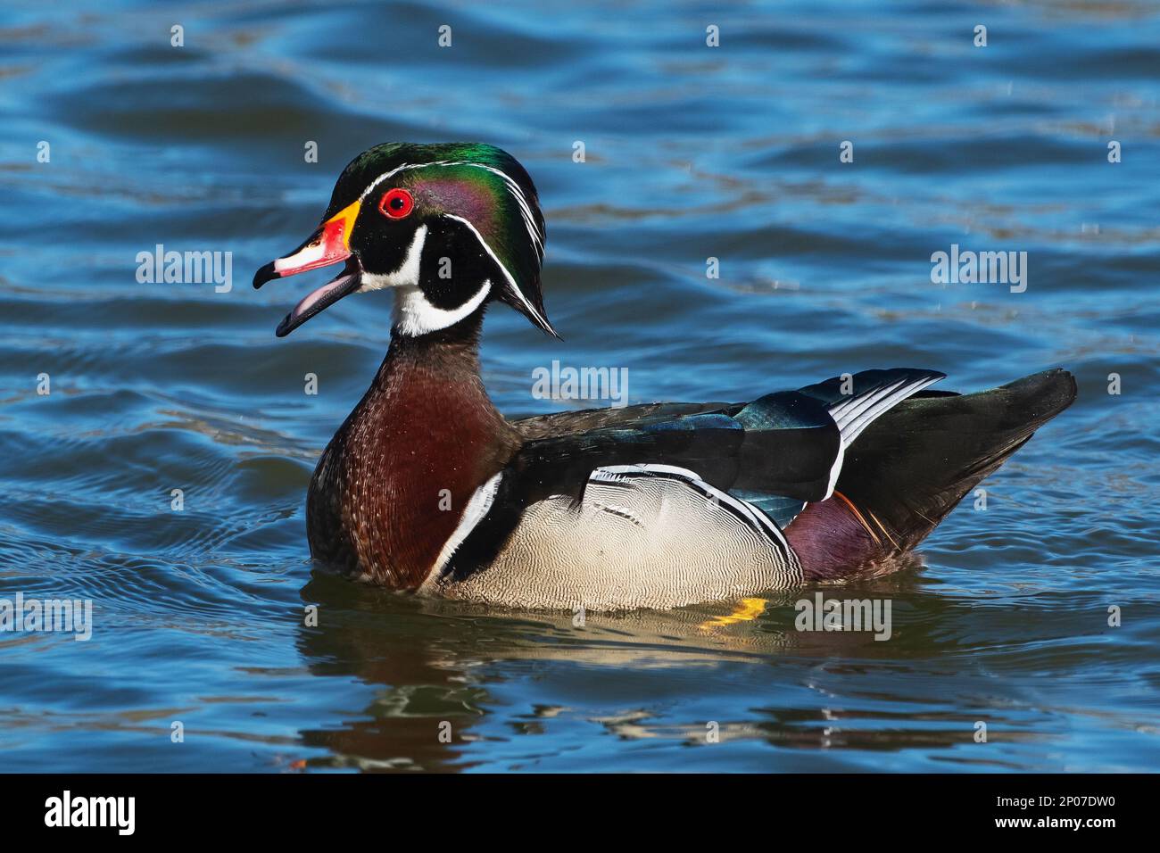 Duck up close hi-res stock photography and images - Alamy