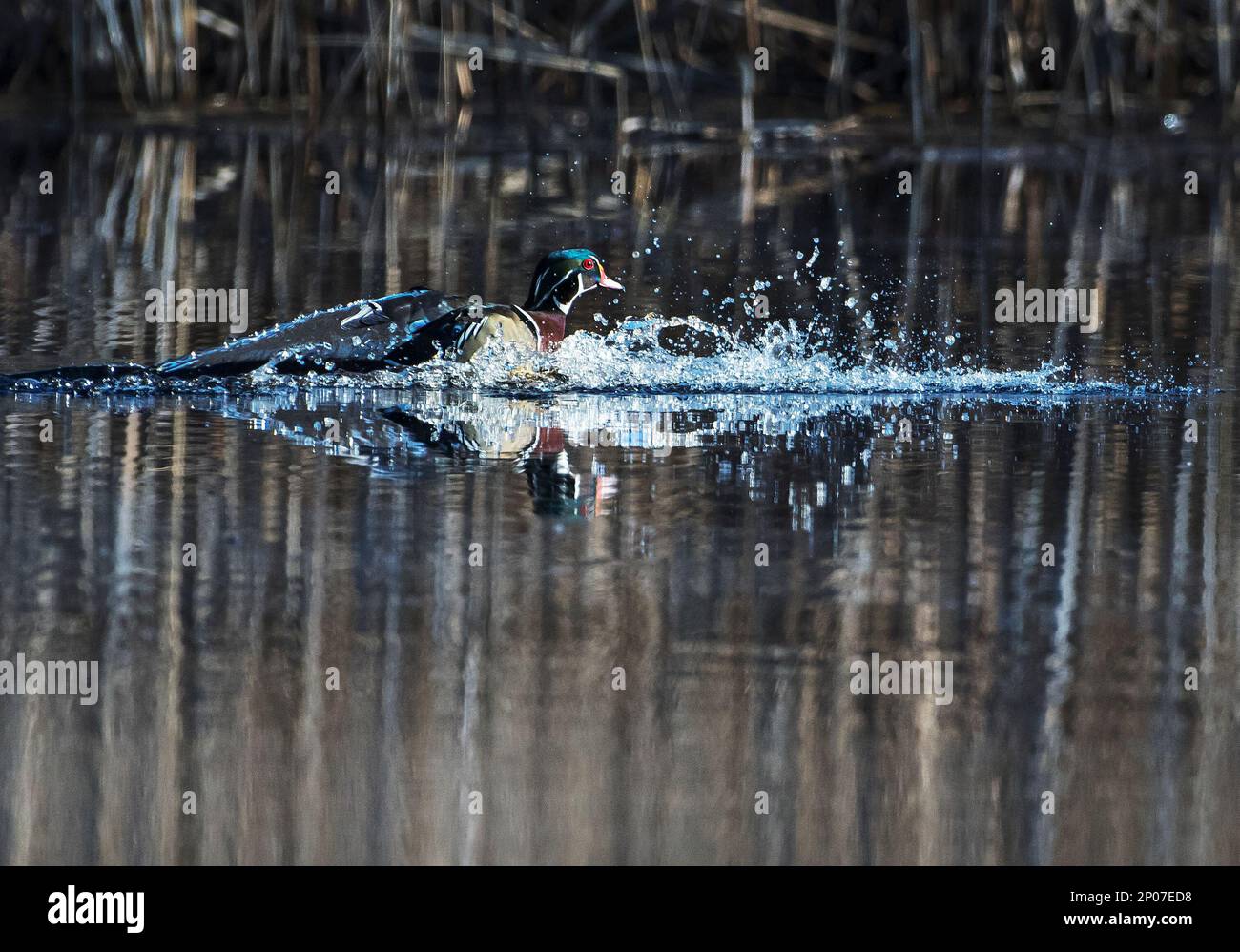 Duck splash hi-res stock photography and images - Alamy