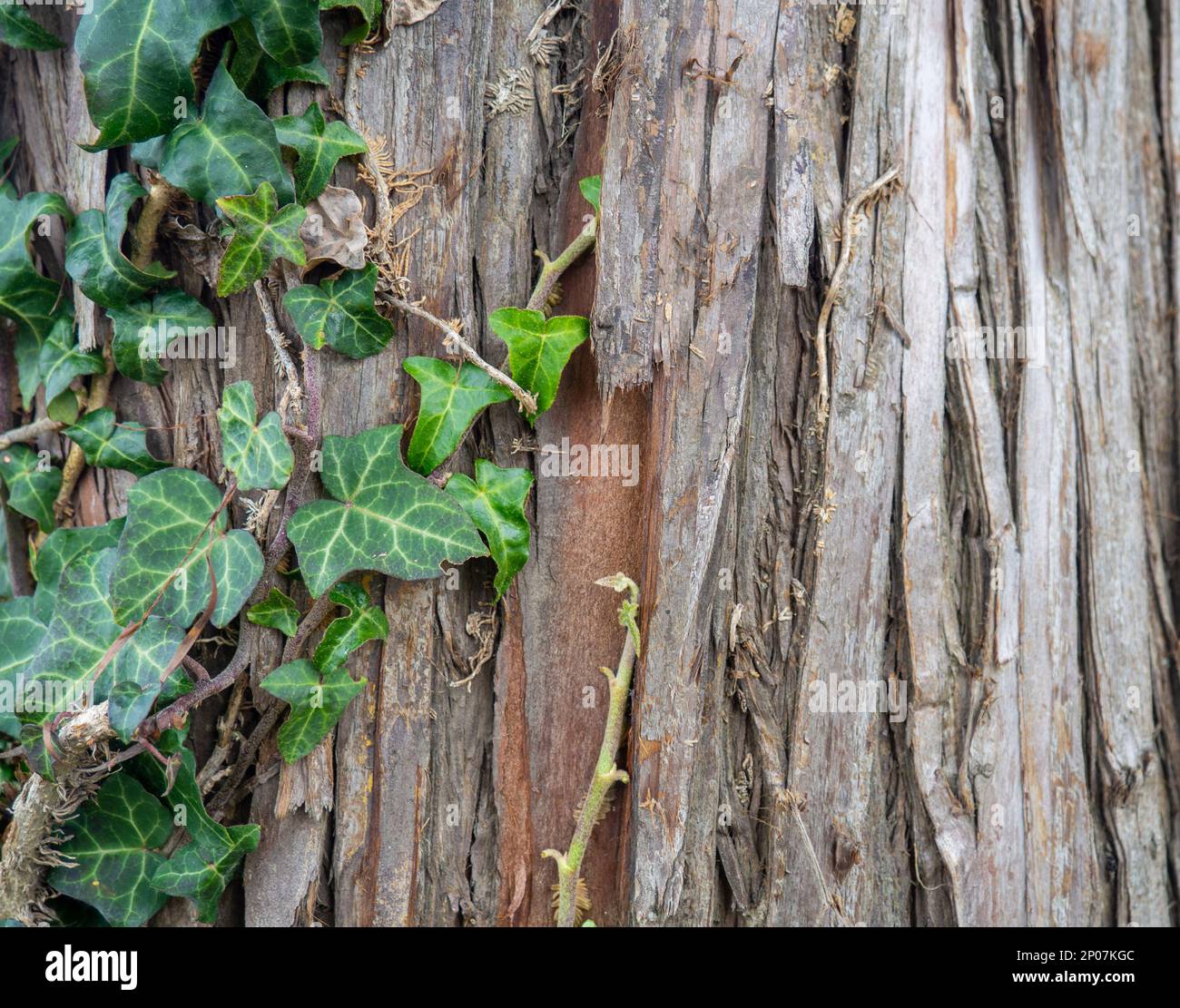 Ivy wraps around a tree trunk. Ivy leaves on the bark of a large tree ...