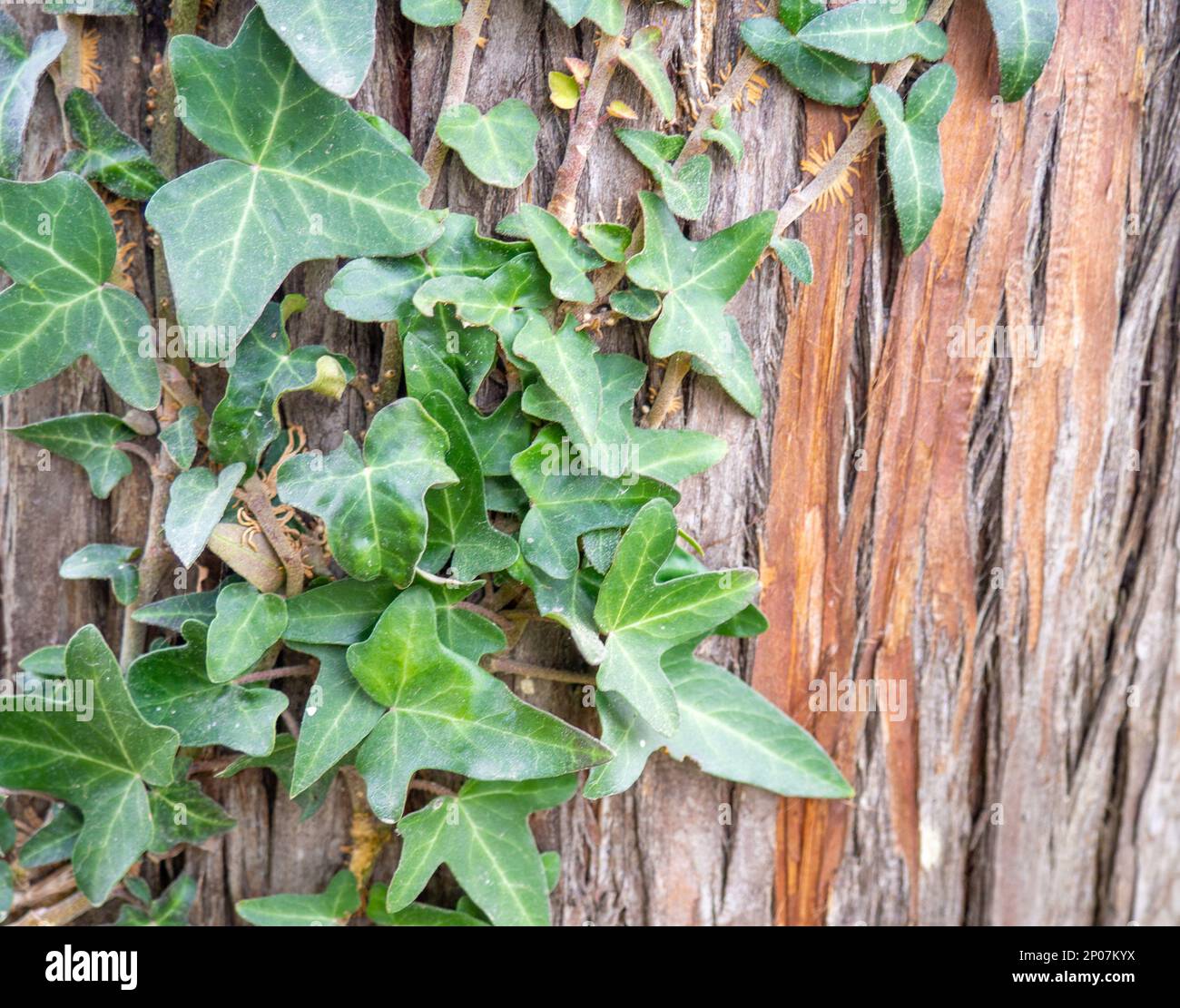 Ivy wraps around a tree trunk. Ivy leaves on the bark of a large tree ...