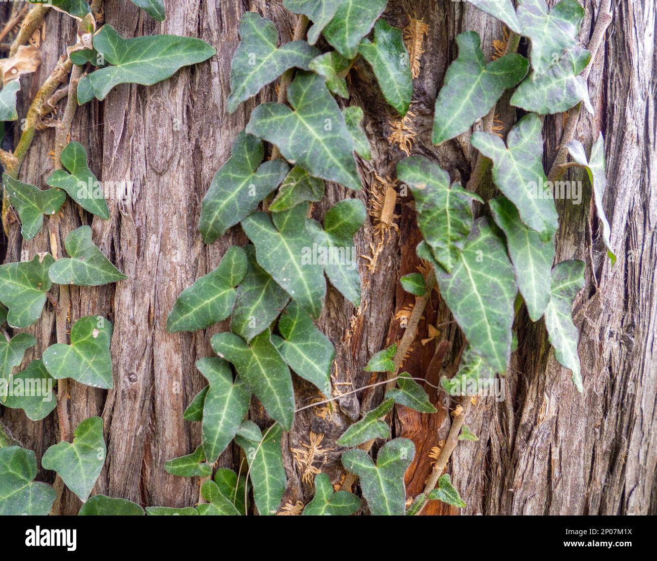 Ivy wraps around a tree trunk. Ivy leaves on the bark of a large tree ...