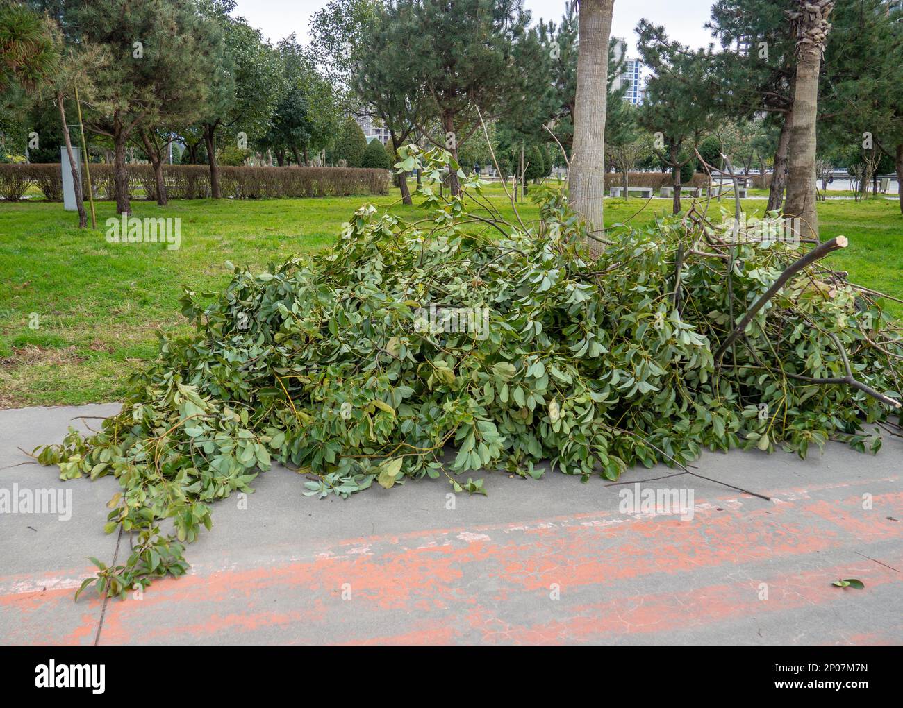 A pile of cut branches lies on the sidewalk. Work of gardeners ...