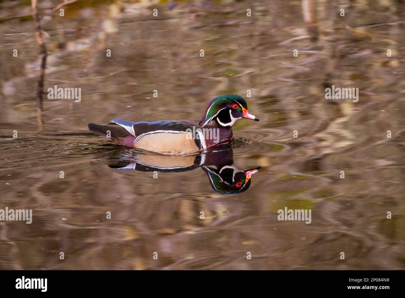 A male (drake) Wood duck or Carolina duck (Aix sponsa) is swimming on ...