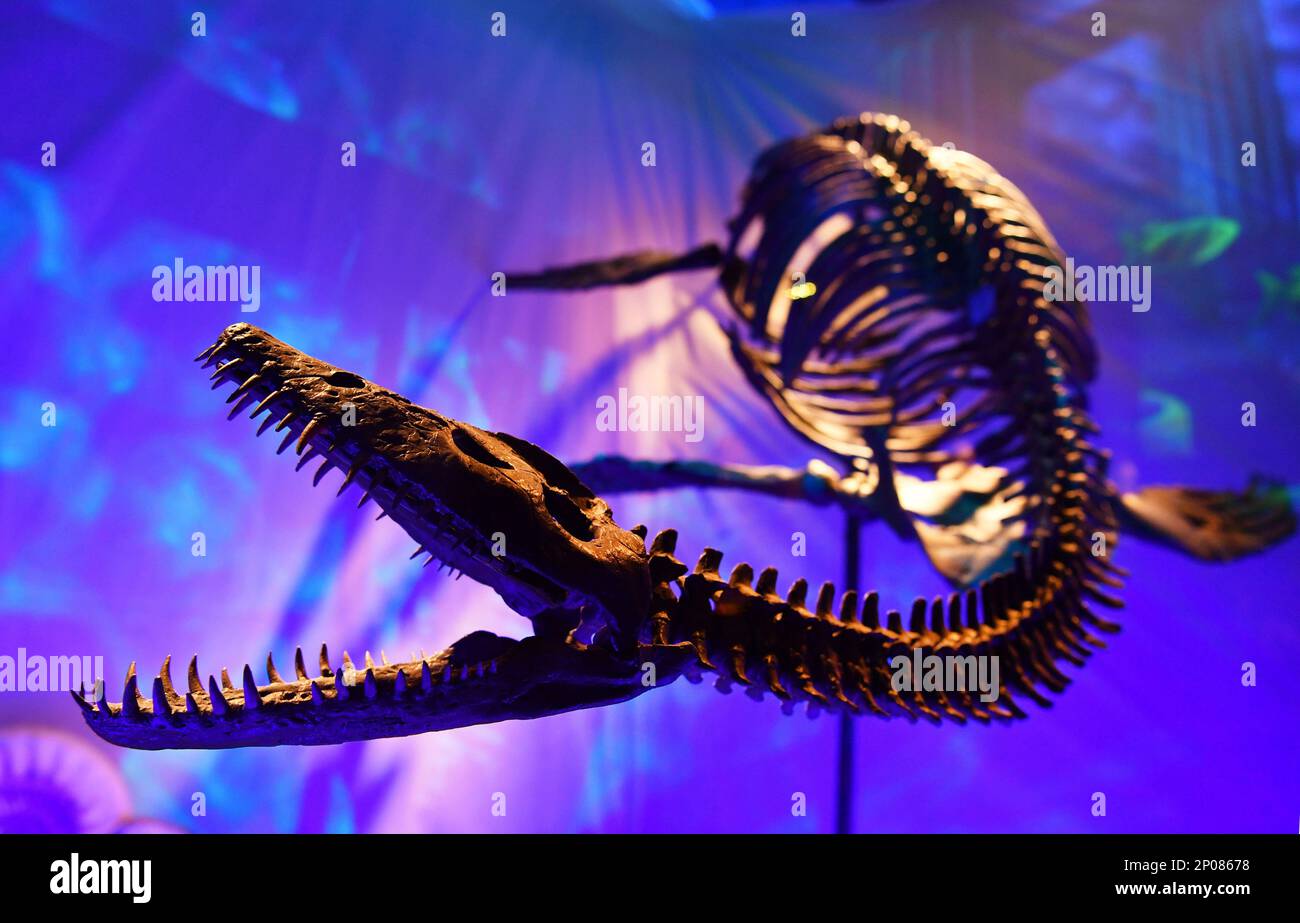 A skeleton of a Plesiosaurus, an extinct marine reptile can be seen in ...