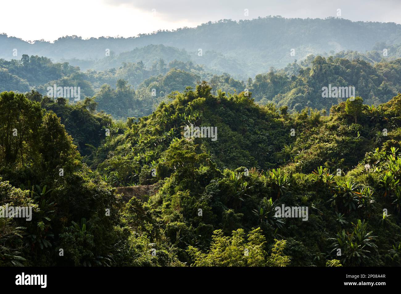 Sunny afternoon in the forested knolls in Kaptai Lake area, Rajasthali ...