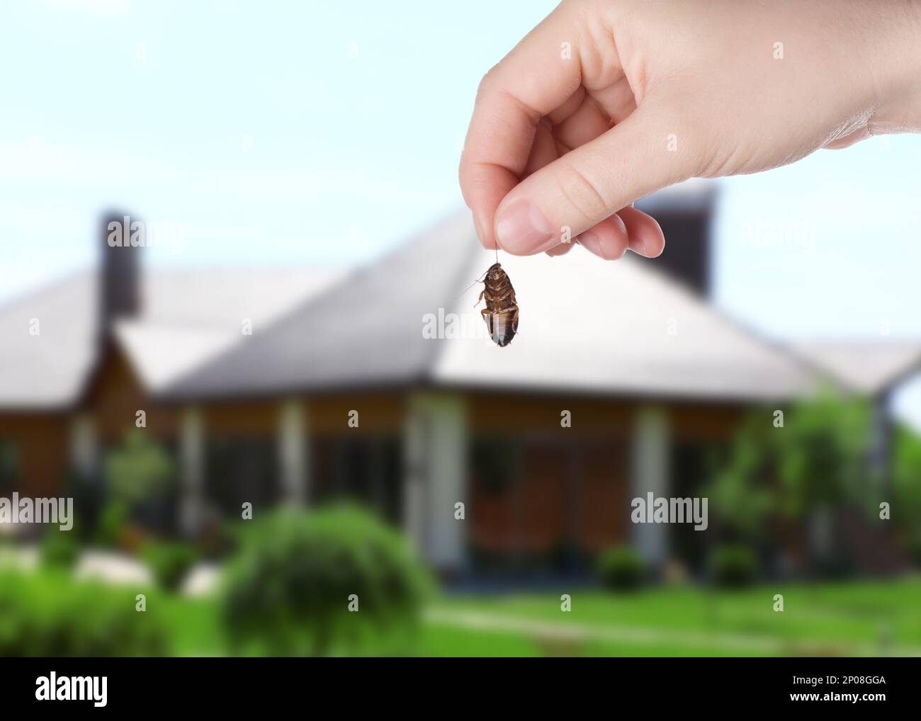 Woman holding dead cockroach and blurred view of modern house on ...