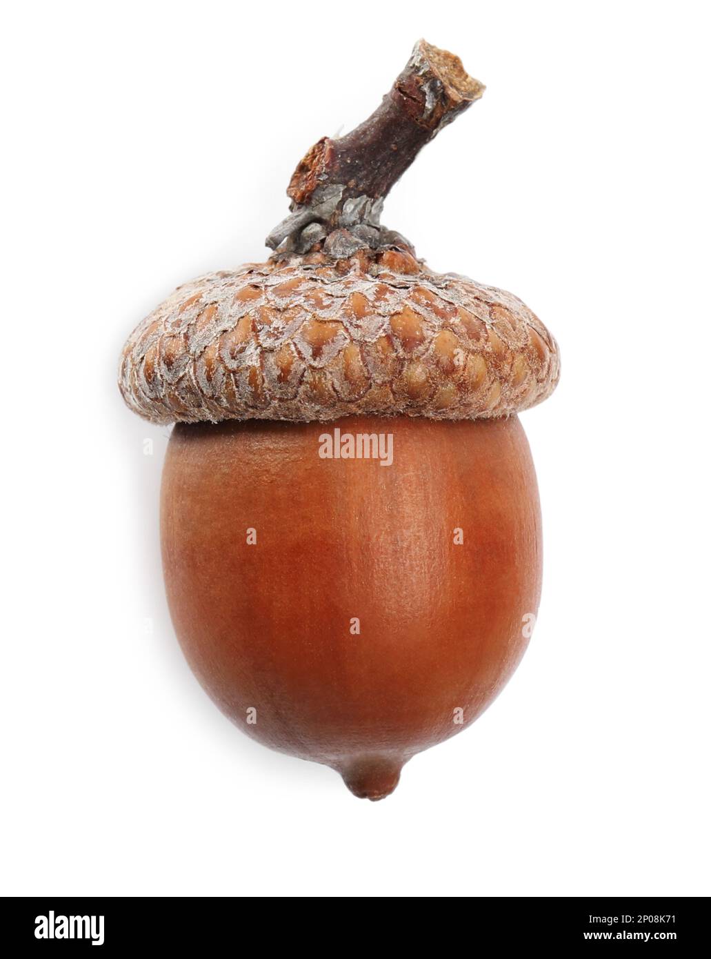 Acorn top Cut Out Stock Images & Pictures - Alamy