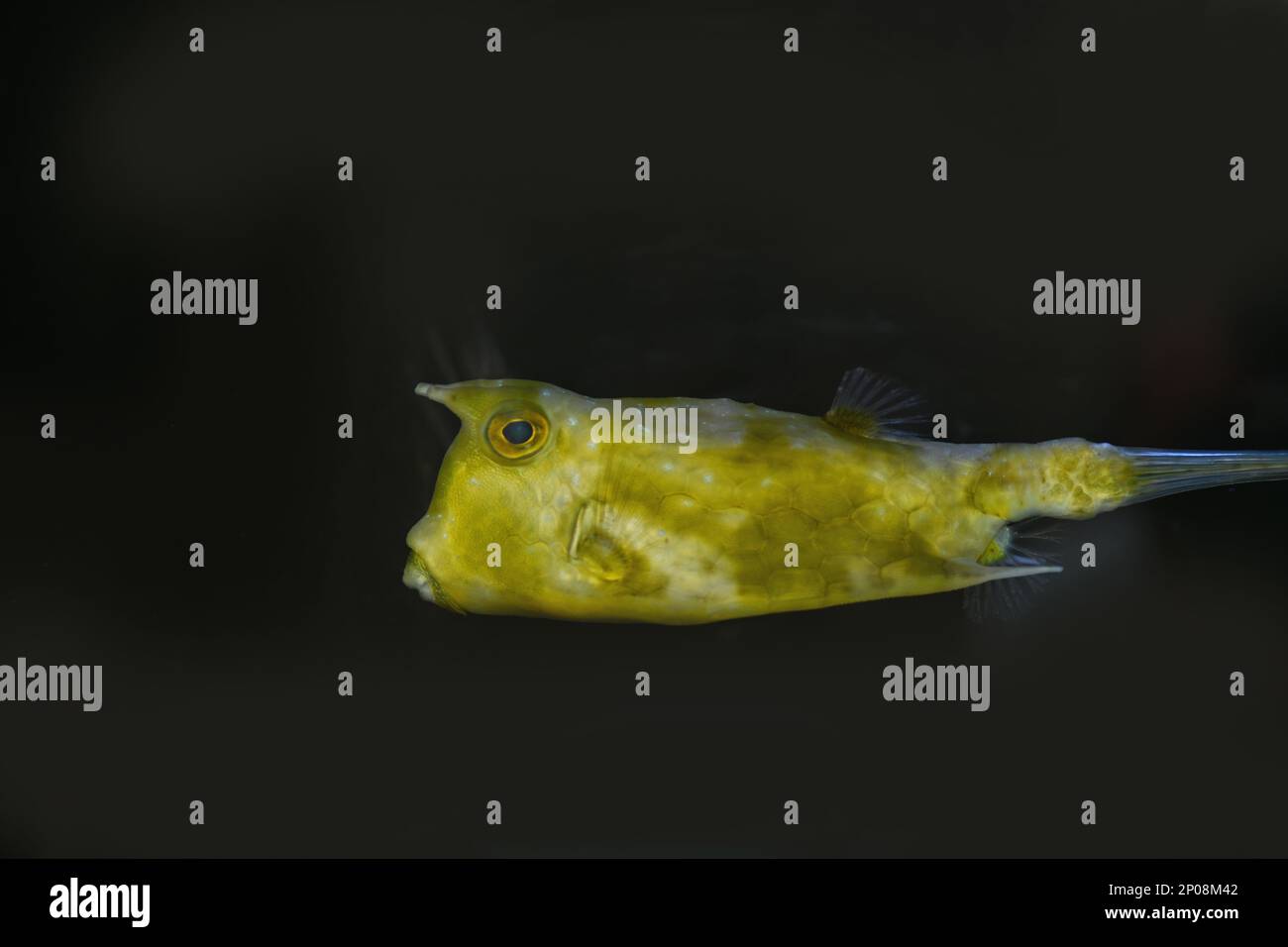 A longhorn cowfish (Lactoria cornuta), also called the horned boxfish ...