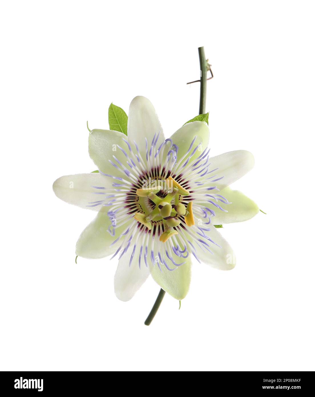 Beautiful blossom of Passiflora plant (passion fruit) on white ...