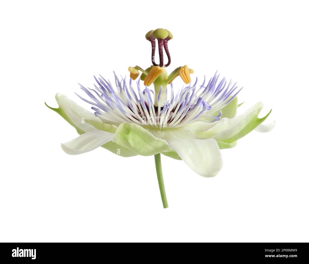 Beautiful blossom of Passiflora plant (passion fruit) on white ...