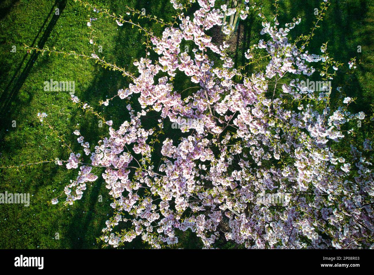 Aerial view of beautiful cherry blossoms in park. Drone photo of sakura ...