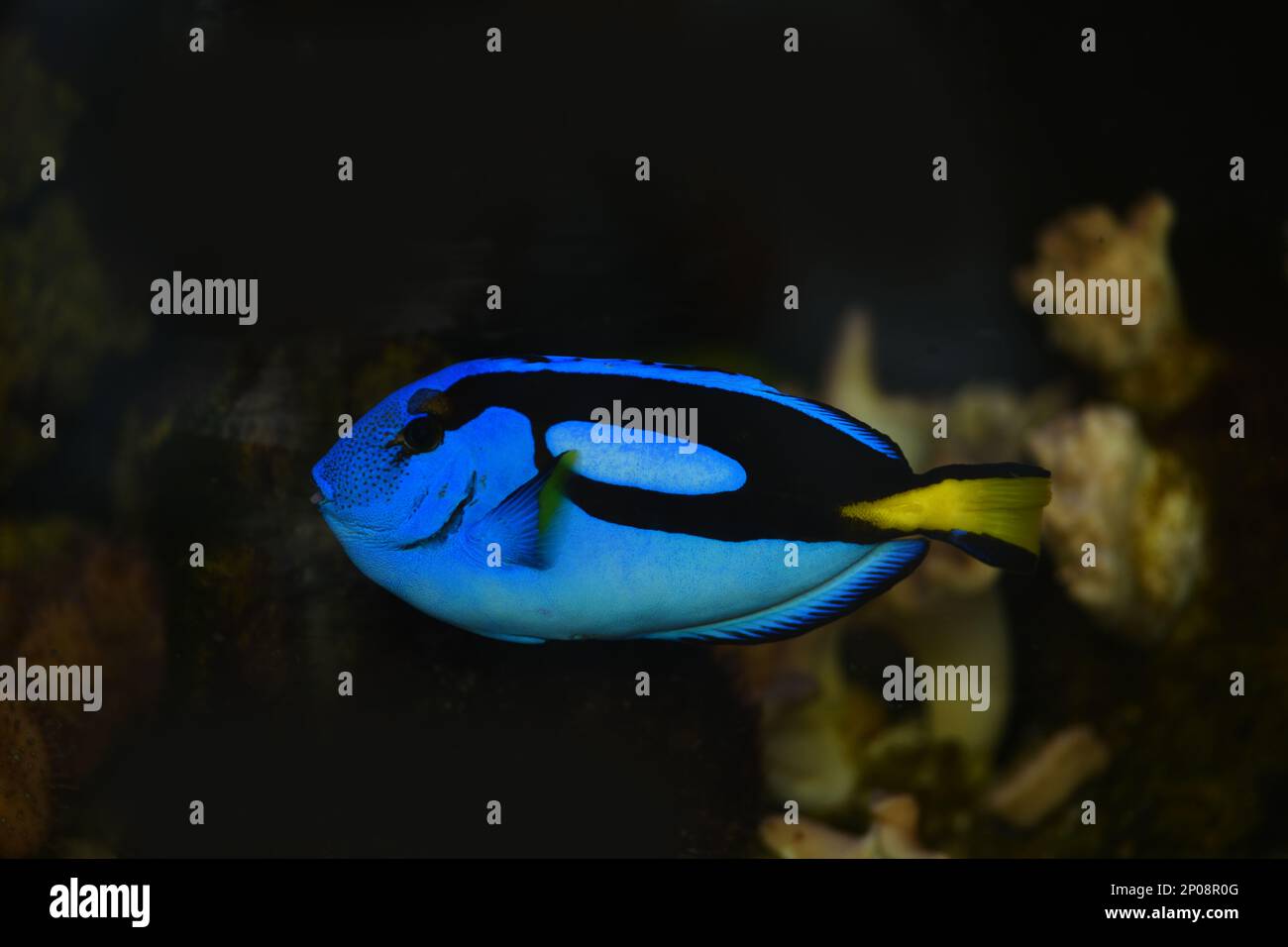 Paracanthurus hepatus is a species of Indo-Pacific surgeonfish, a ...