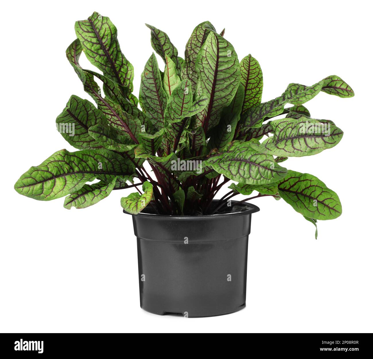 Sorrel plant in pot isolated on white Stock Photo - Alamy