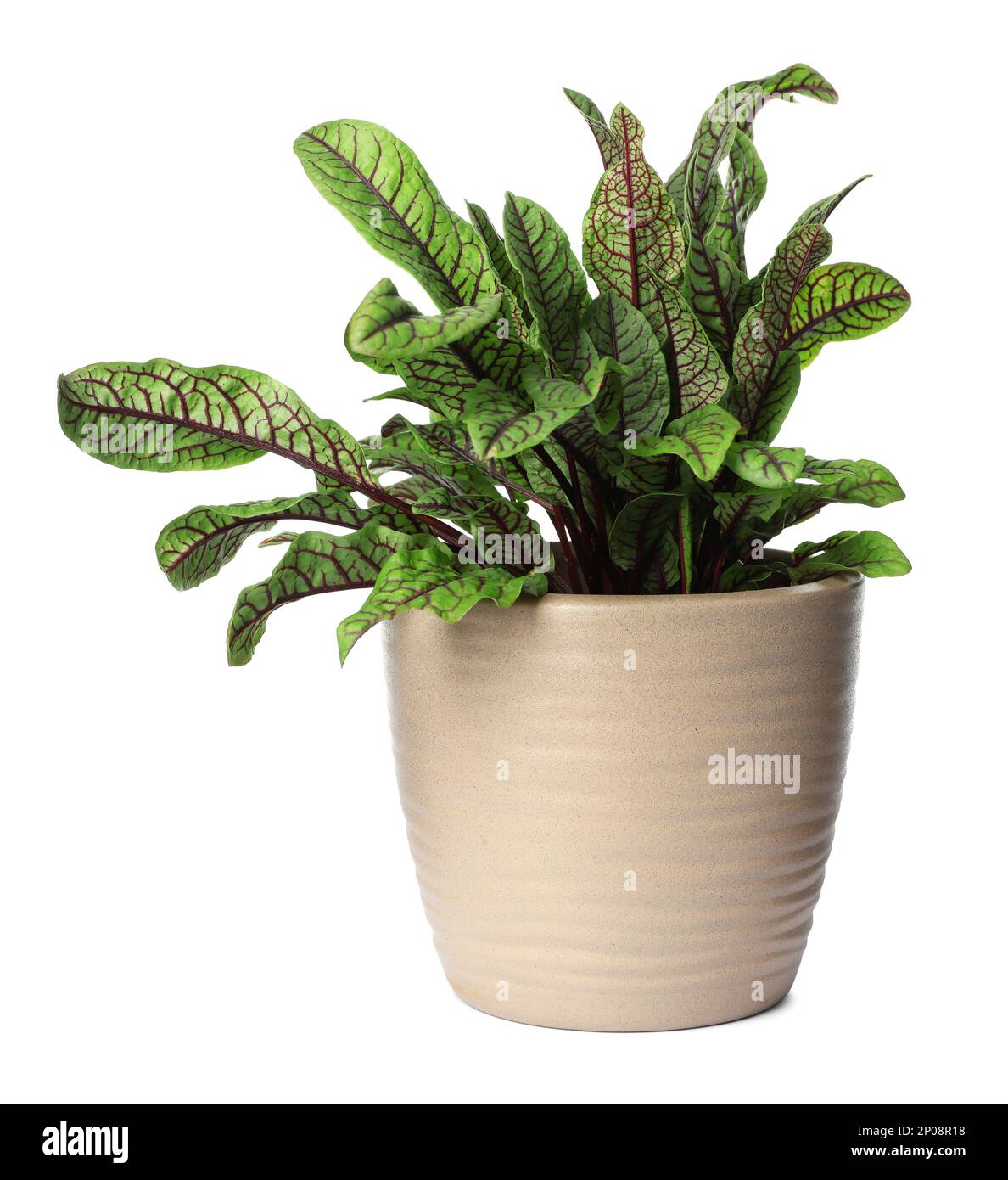 Sorrel plant in pot isolated on white Stock Photo - Alamy