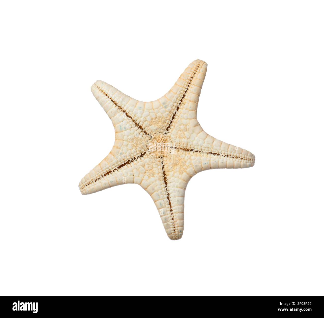 Beautiful sea star isolated on white. Beach object Stock Photo - Alamy