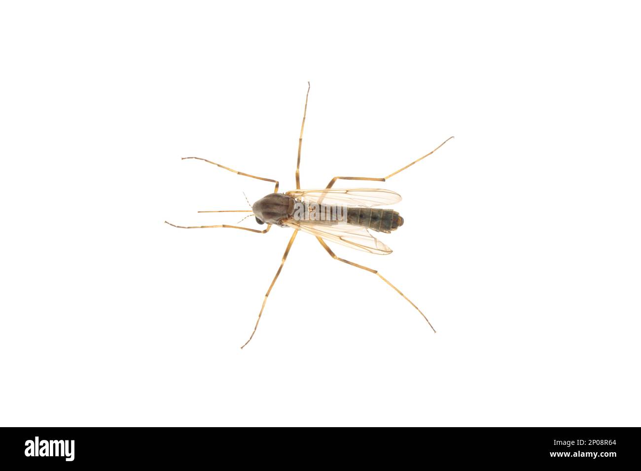 Top view insect closeup Cut Out Stock Images & Pictures - Alamy