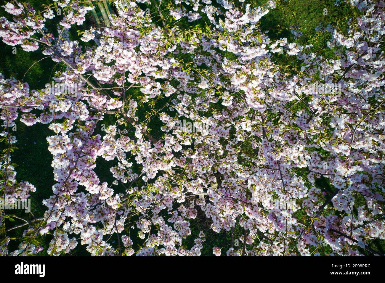 Aerial view of beautiful cherry blossoms in park. Drone photo of sakura ...