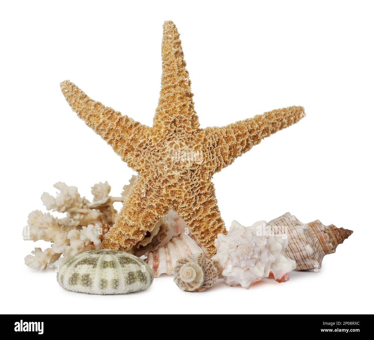 Beautiful starfish, coral and sea shells on white background Stock ...