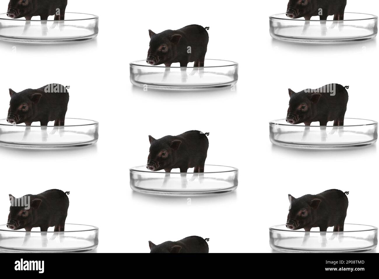Small pigs in Petri dishes on white background, pattern design ...