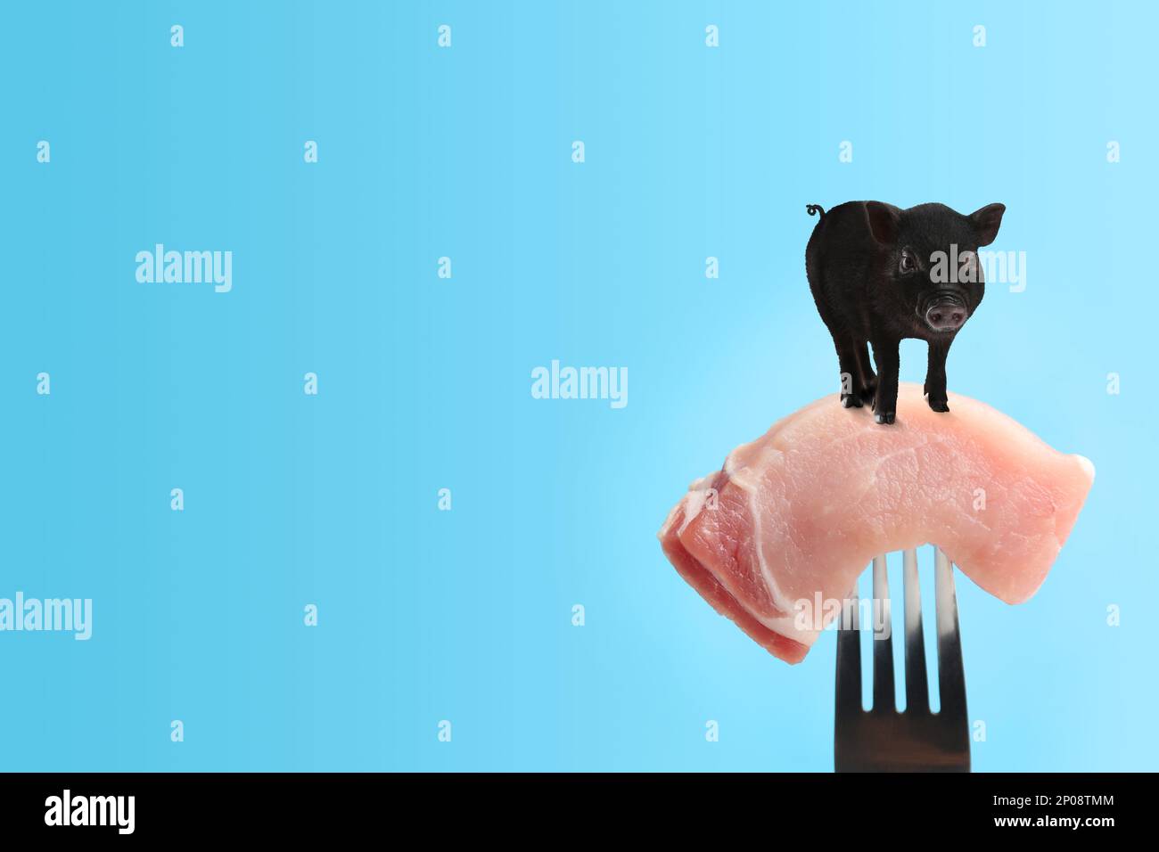 Sample of lab grown pork and small pig on fork against light blue ...