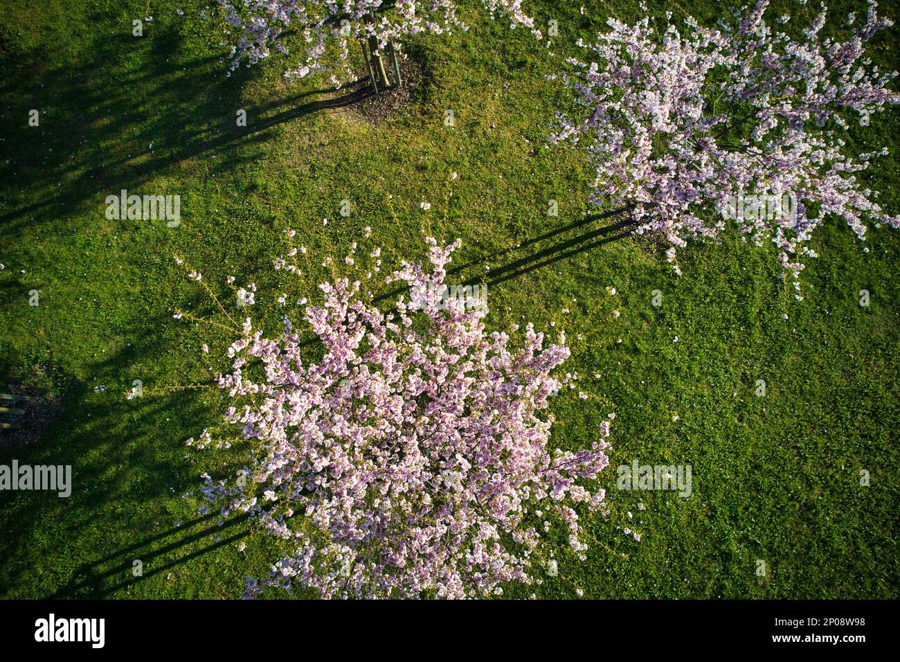 Aerial view of beautiful cherry blossoms in park. Drone photo of sakura ...