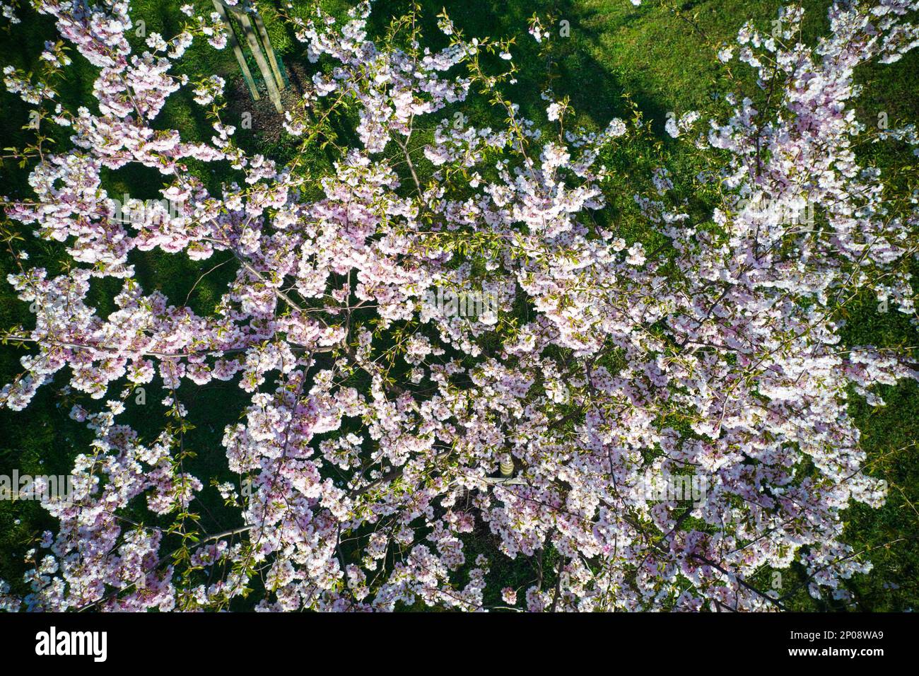 Aerial view of beautiful cherry blossoms in park. Drone photo of sakura ...