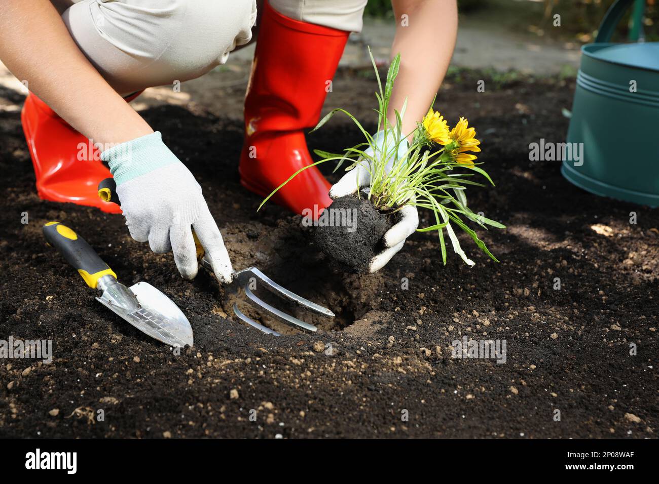 Closeup woman planting flowers hi-res stock photography and images - Alamy