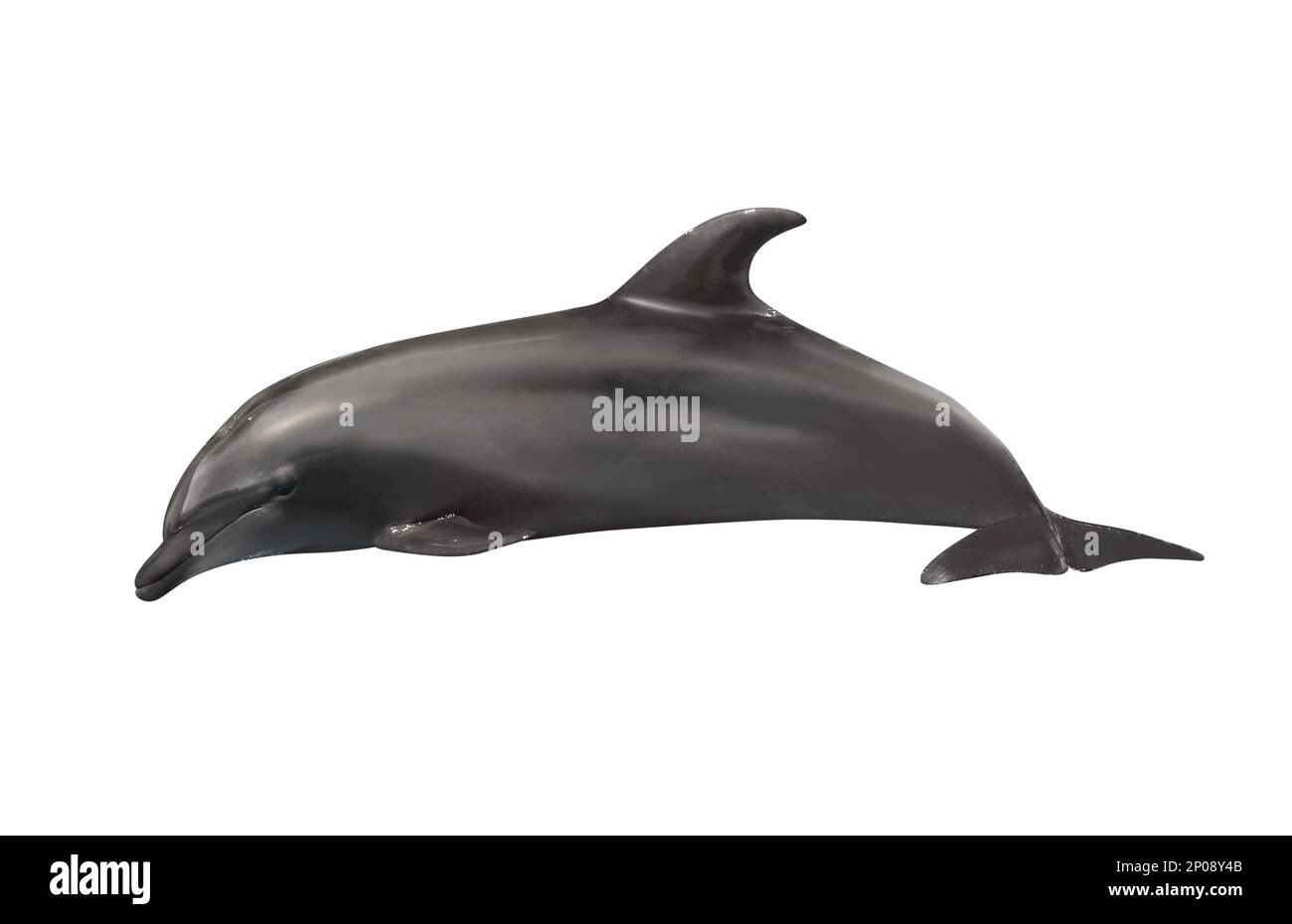 Beautiful grey bottlenose dolphin hi-res stock photography and images ...