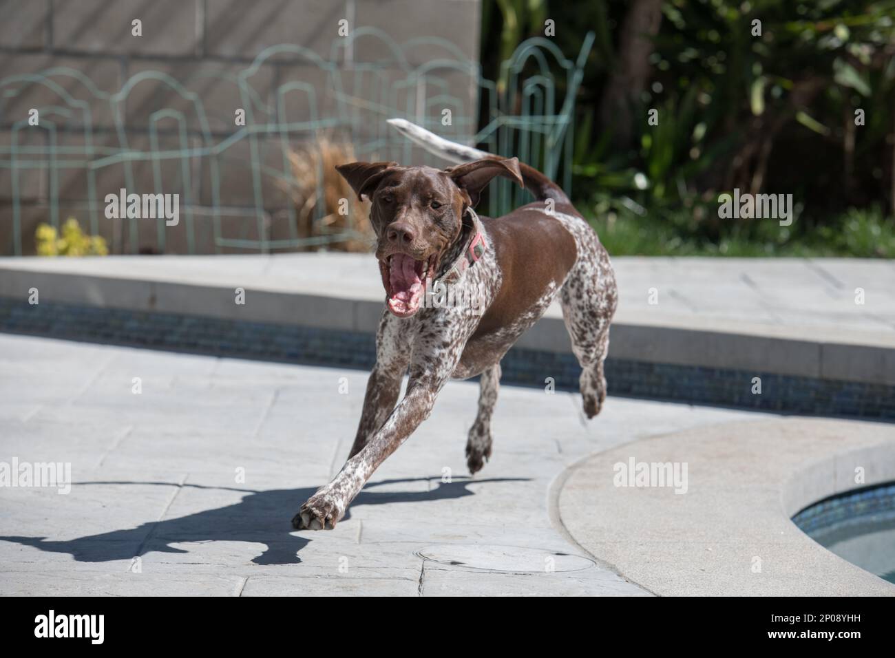 German shorthaired pointer running in hi-res stock photography and ...