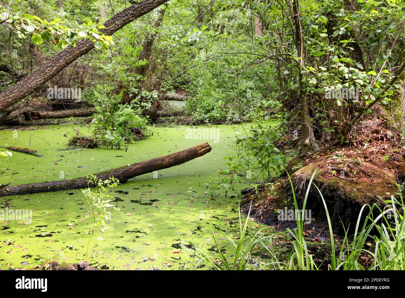 Picturesque view of green forest with swamp Stock Photo - Alamy