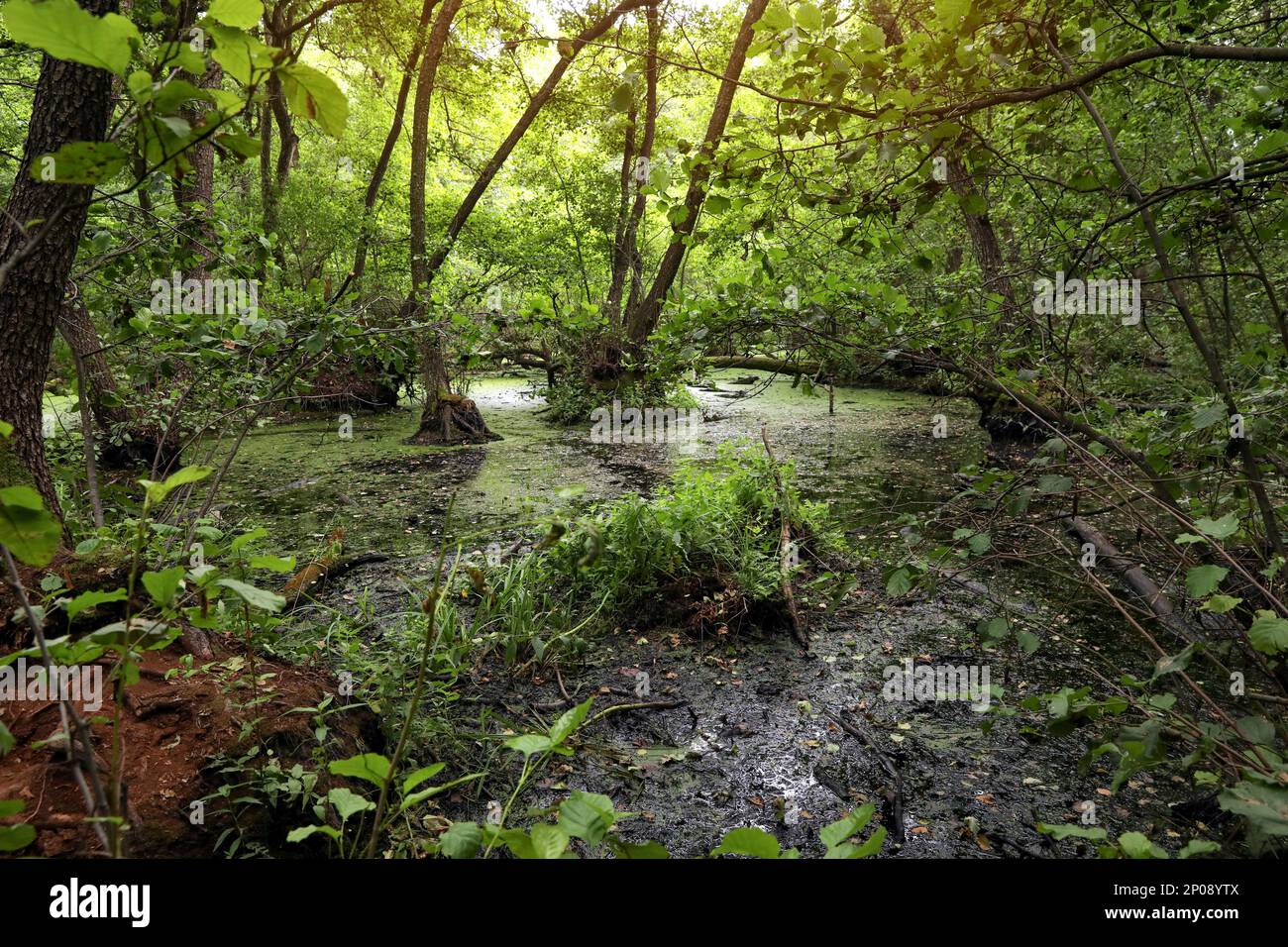 Picturesque view of green forest with swamp Stock Photo - Alamy