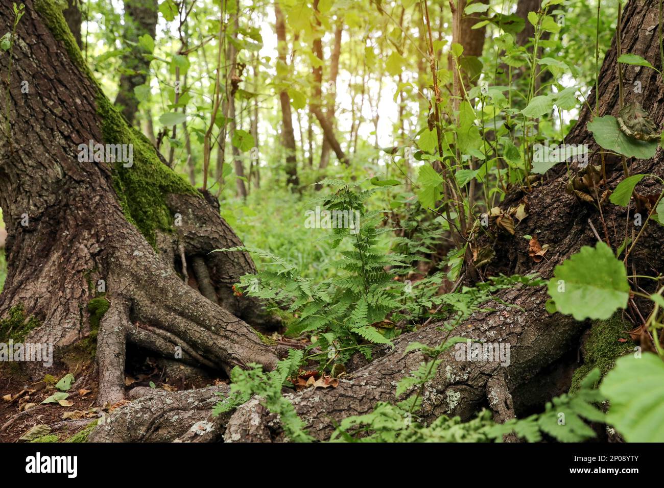 Growing between trees hi-res stock photography and images - Alamy