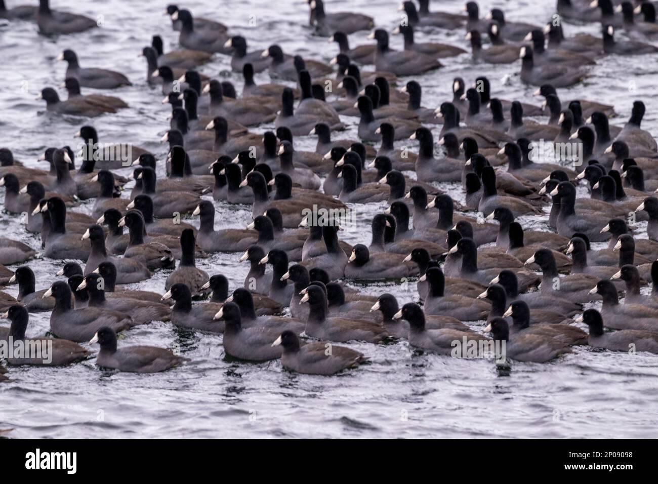 A raft of American coots (Fulica americana) overwintering on Lake ...