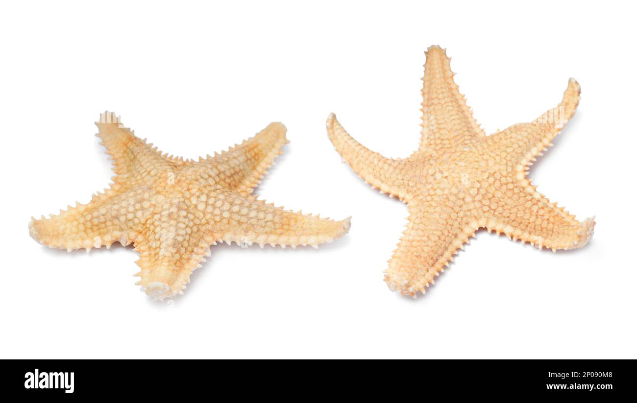 Beautiful sea stars on white background, collage Stock Photo - Alamy