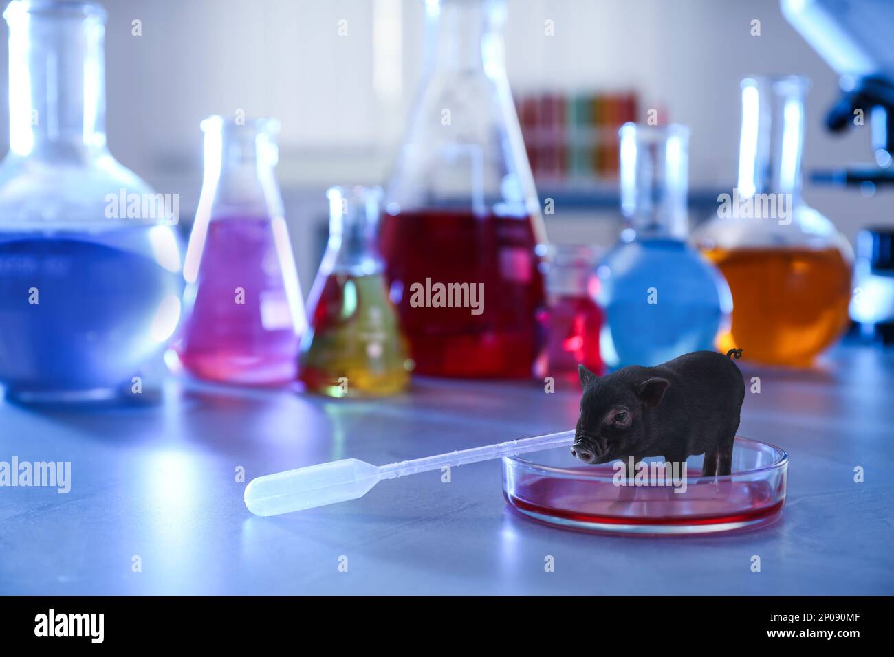 Small pig in Petri dish on laboratory table. Cultured meat concept ...