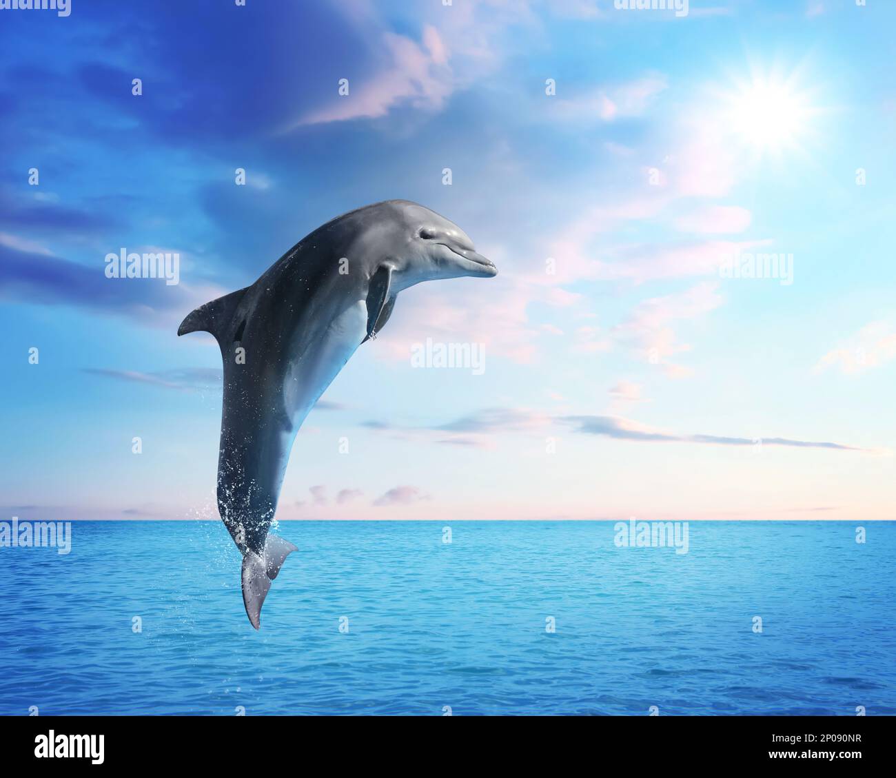 Beautiful bottlenose dolphin jumping out of sea with clear blue water ...