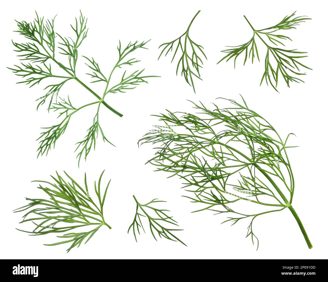 Sprigs of fresh dill on white background, collage Stock Photo - Alamy