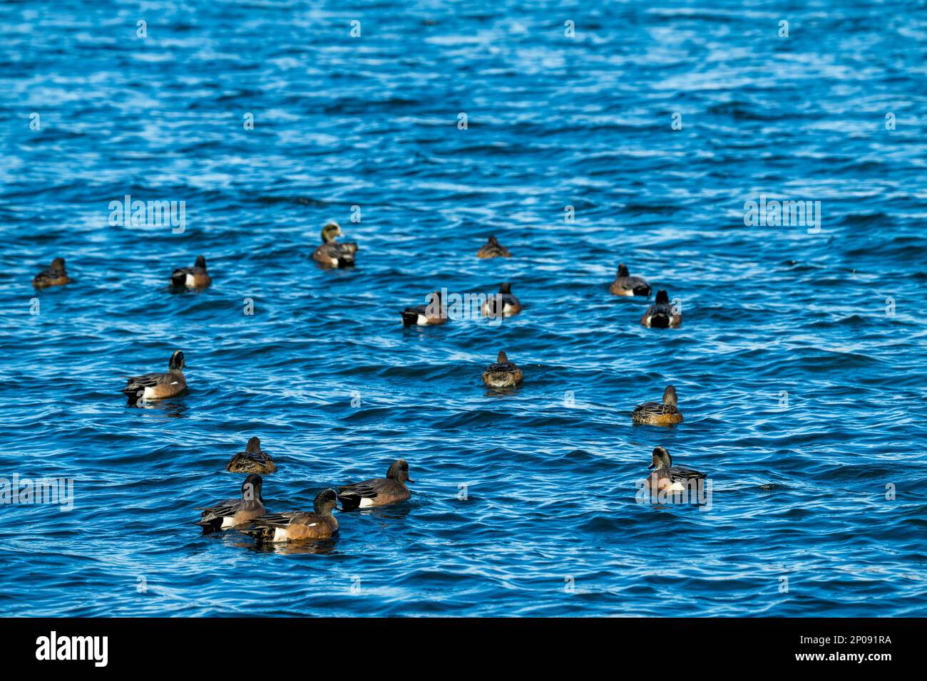 American widgeon ducks hi-res stock photography and images - Alamy
