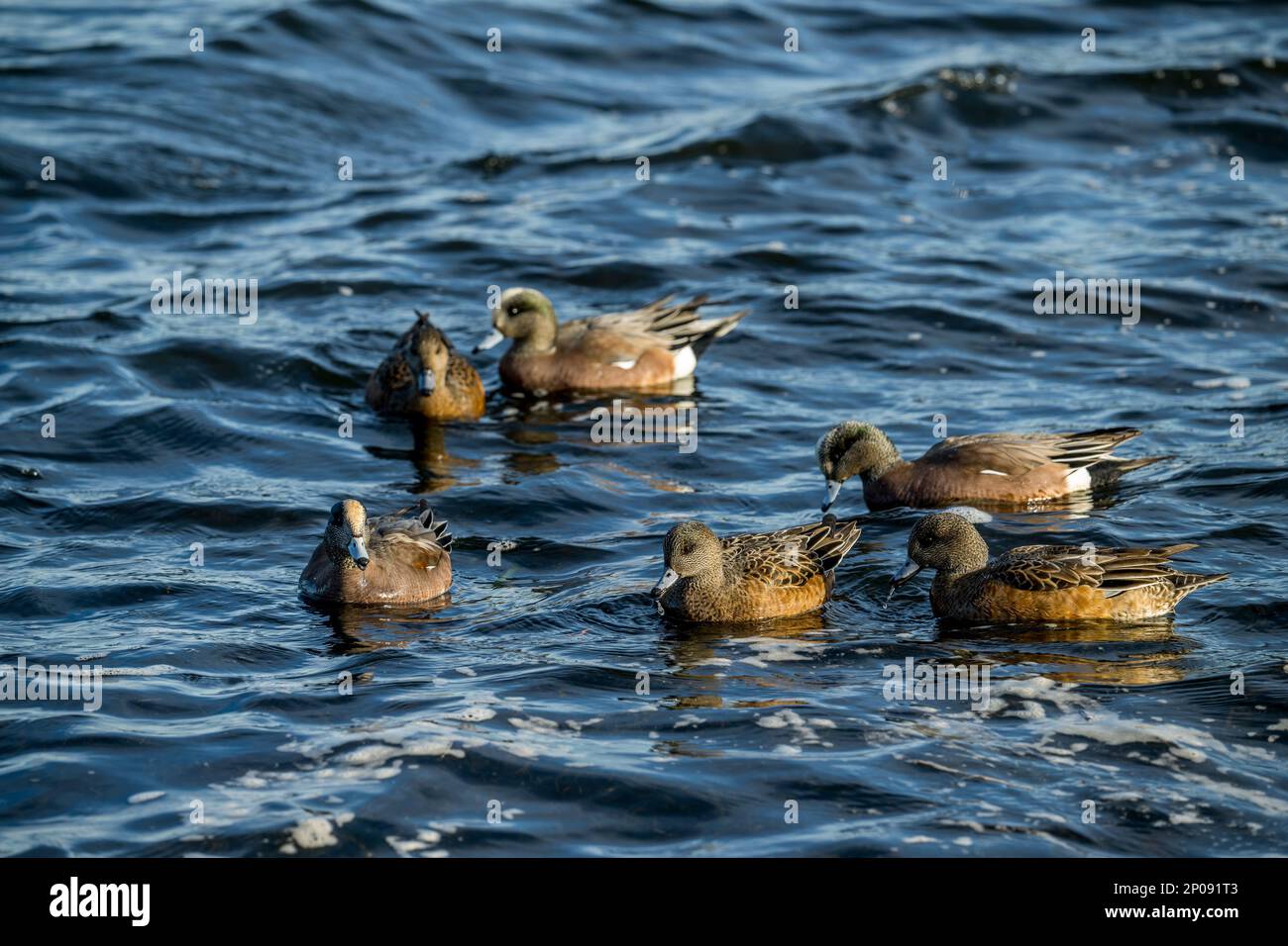 American wigeon mareca americanaon hi-res stock photography and images ...